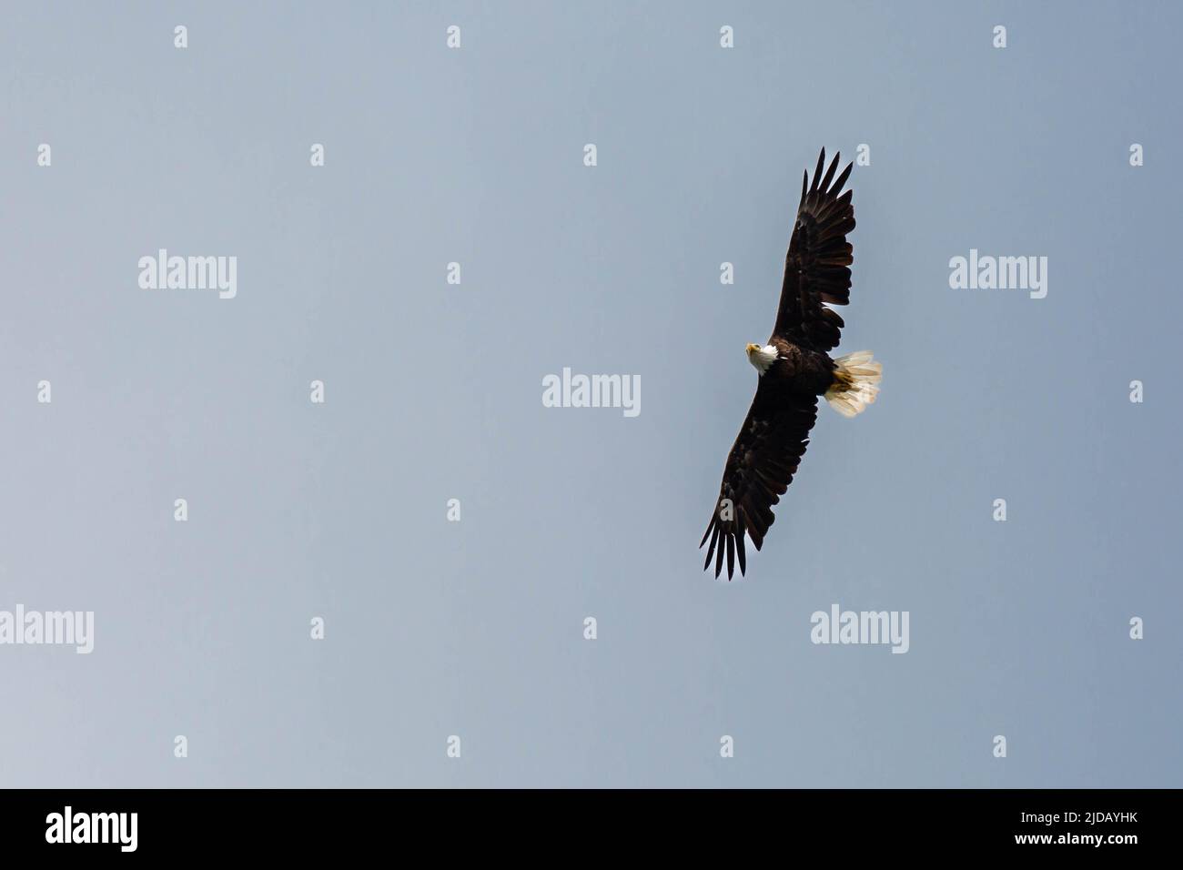 Bald Eagle (Haliaeetus leucocephalus) flying in a blue sky in Northern ...