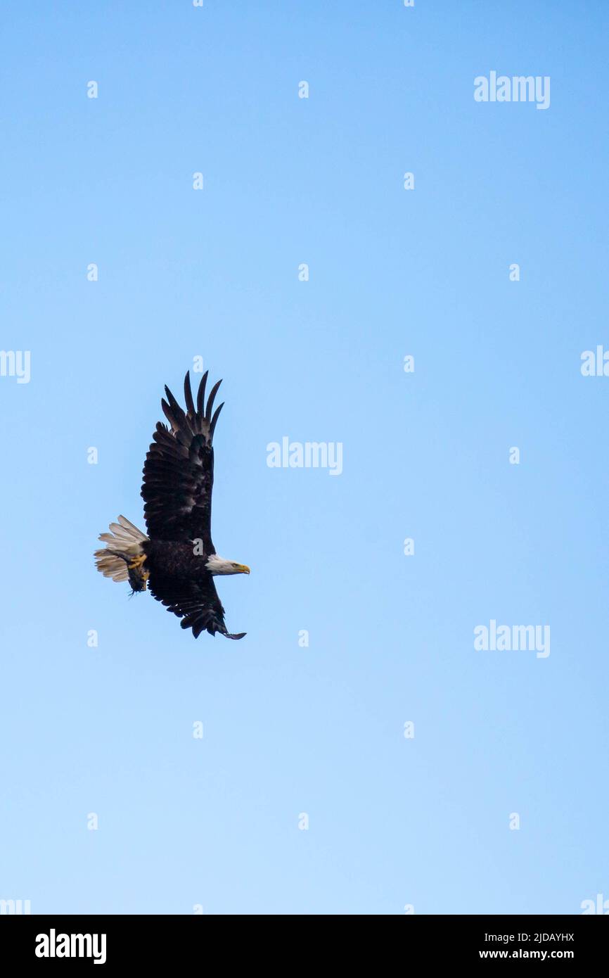 Bald Eagle (Haliaeetus leucocephalus) flying while carrying a fish with ...