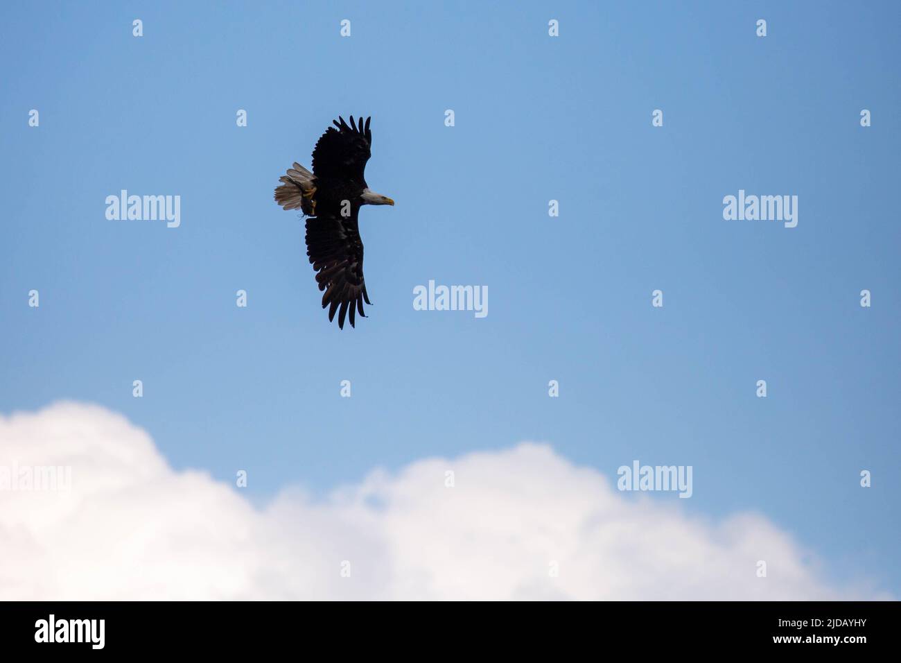 Bald Eagle (Haliaeetus leucocephalus) flying while carrying a fish with ...