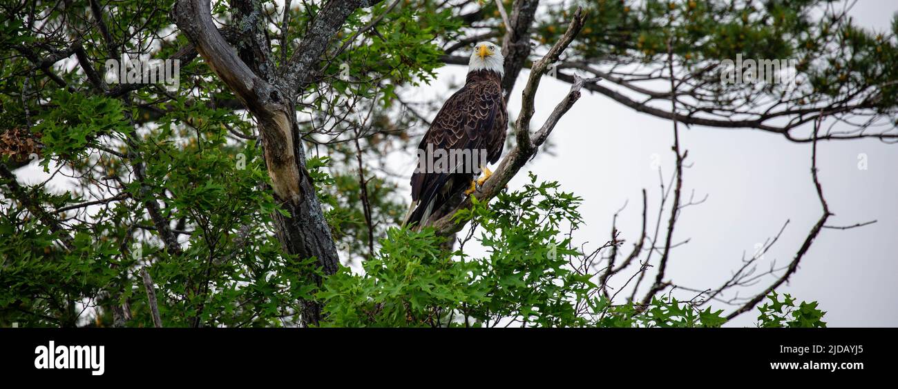 Bald Eagle (Haliaeetus leucocephalus) perched in a oak tree in Northern ...