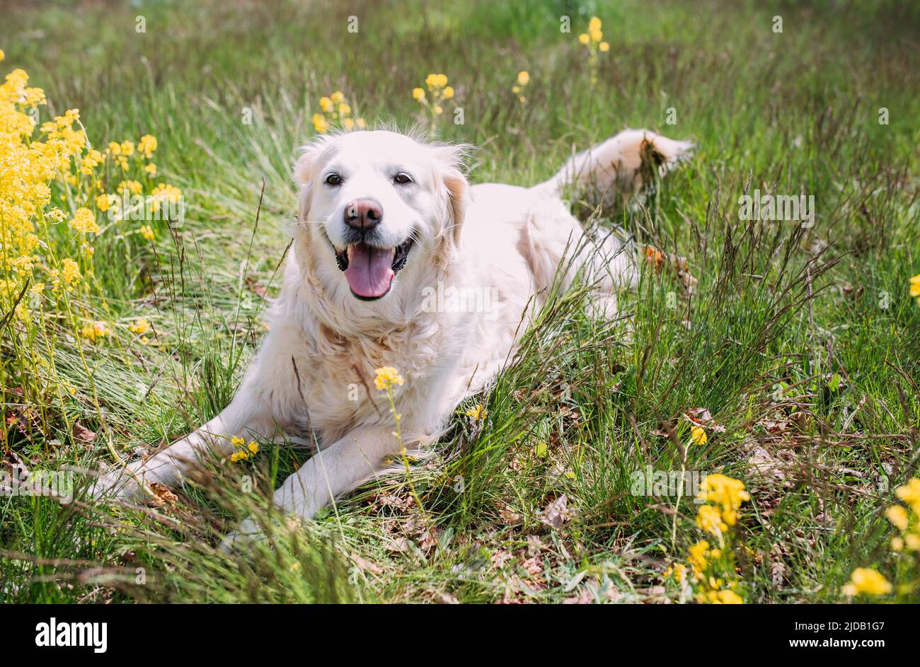 Golden labrador retriever hi-res stock photography and images - Alamy