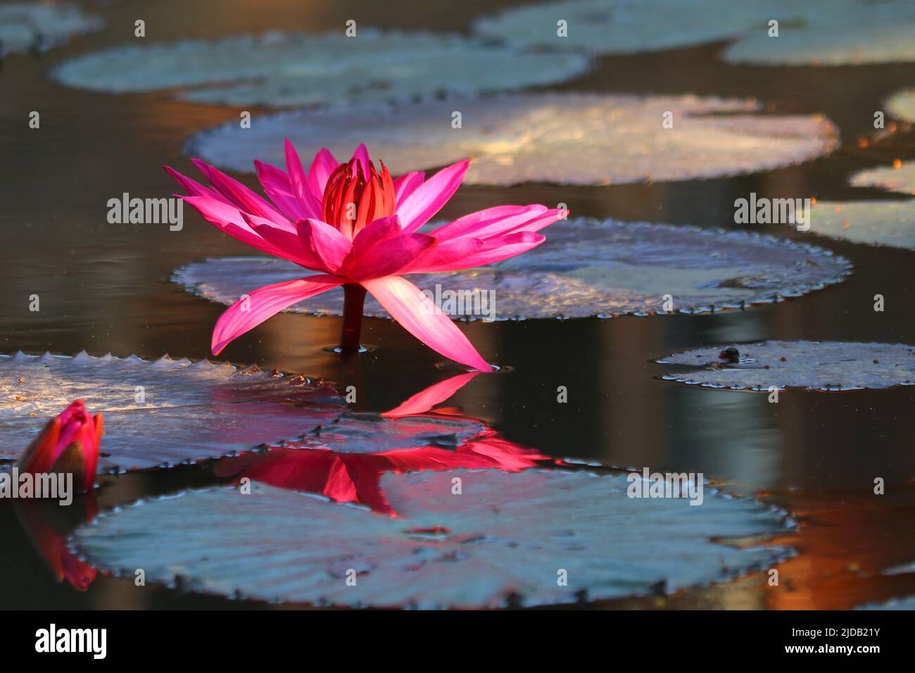 photo of beautiful water lily in pond Stock Photo - Alamy