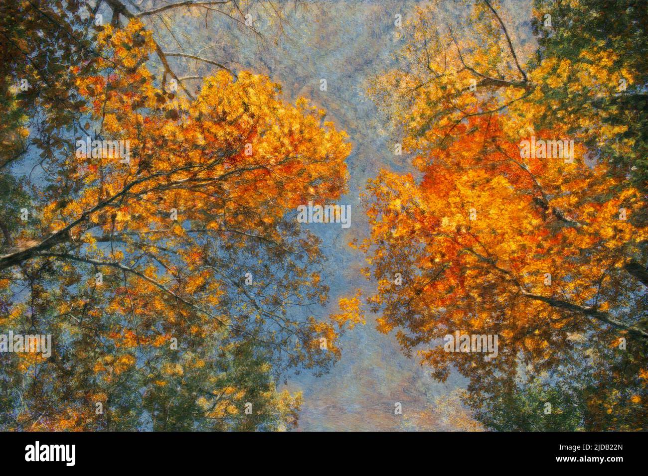 Impressionist painting of autumn foliage in the tree canopy Stock Photo ...