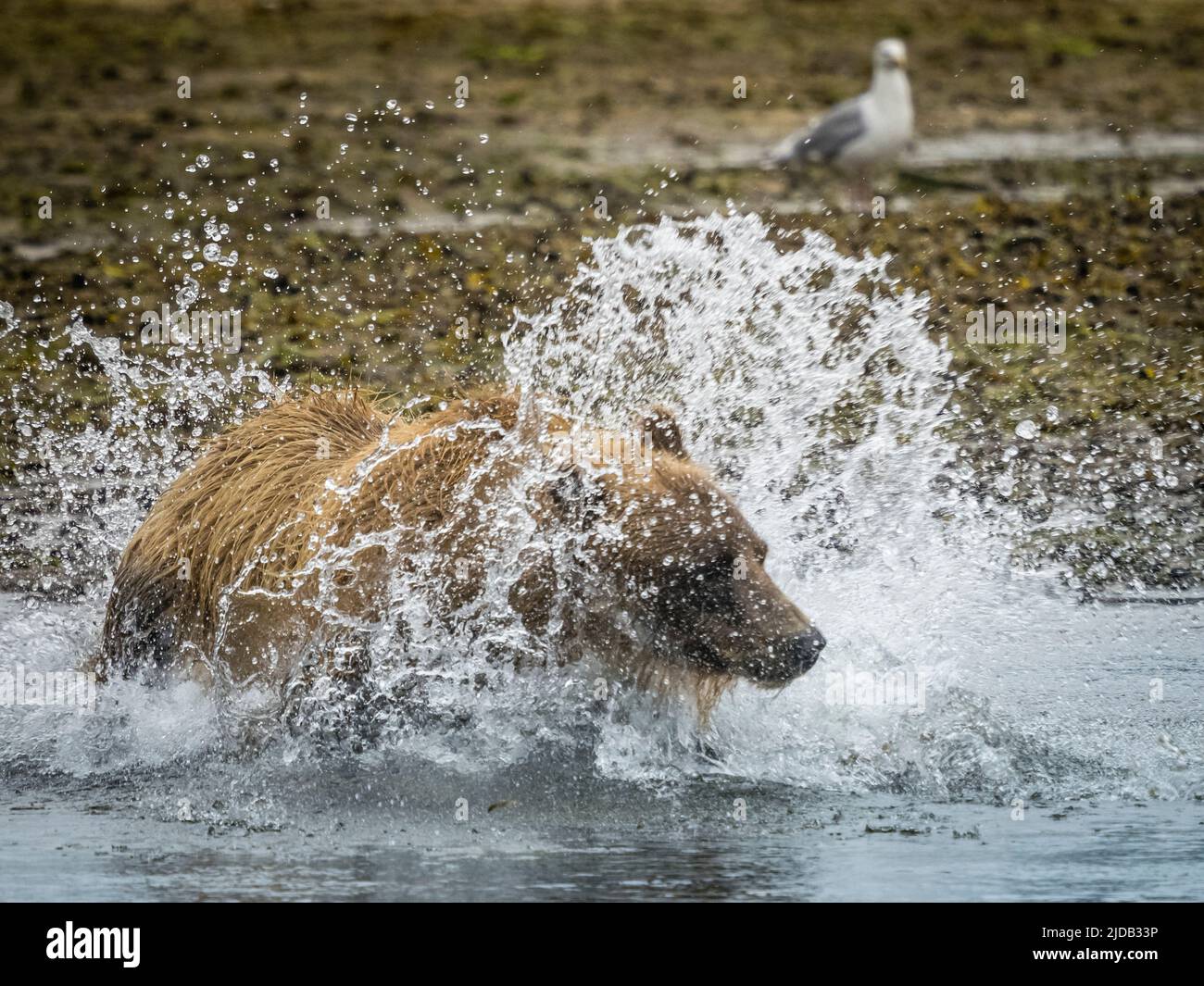 Powerful image grizzly bear hi-res stock photography and images - Alamy
