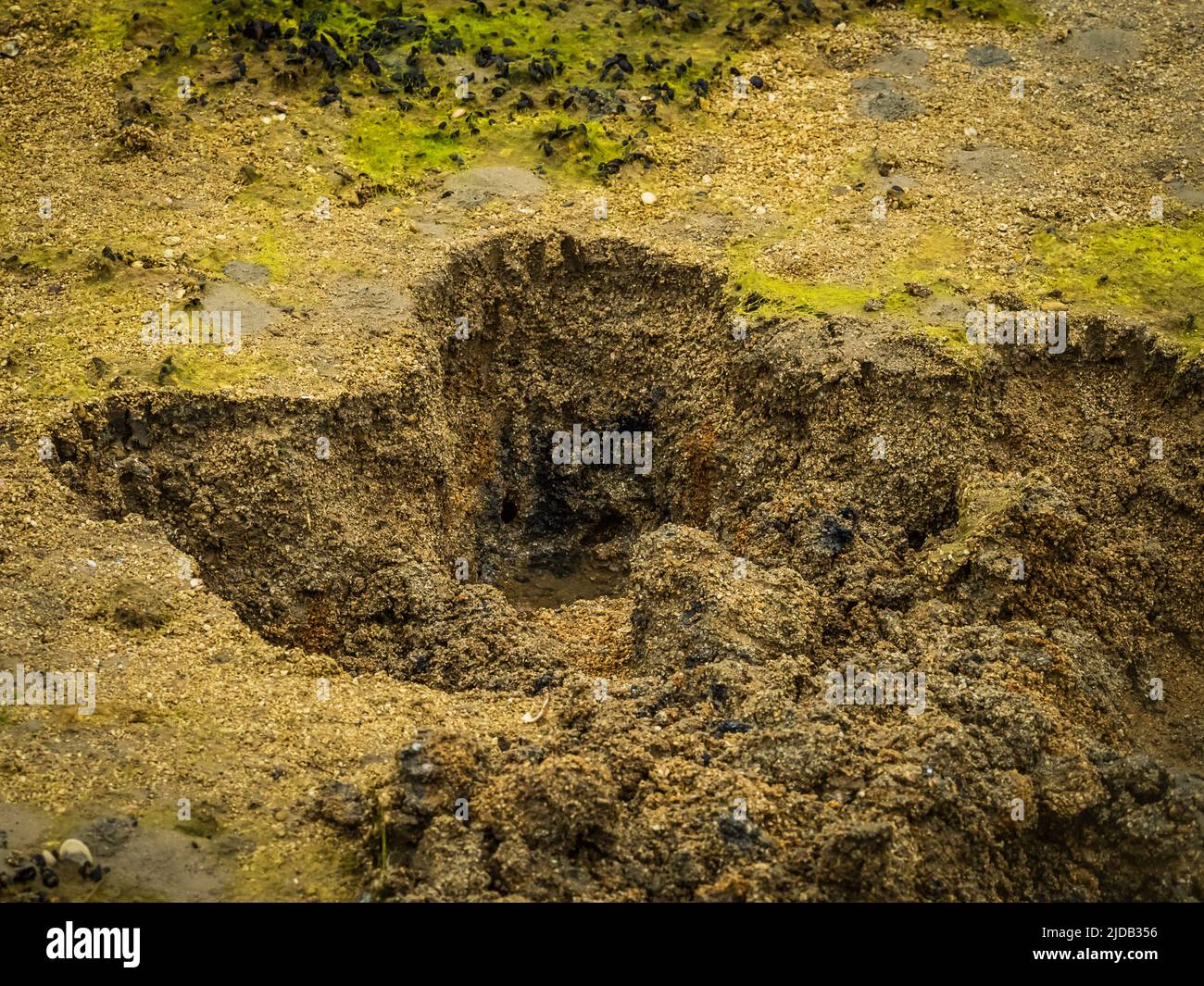 Close-up of hole with claw marks where Coastal Brown Bear (Ursus arctos ...