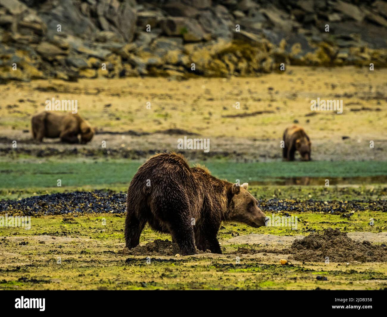 Young clams hi-res stock photography and images - Alamy