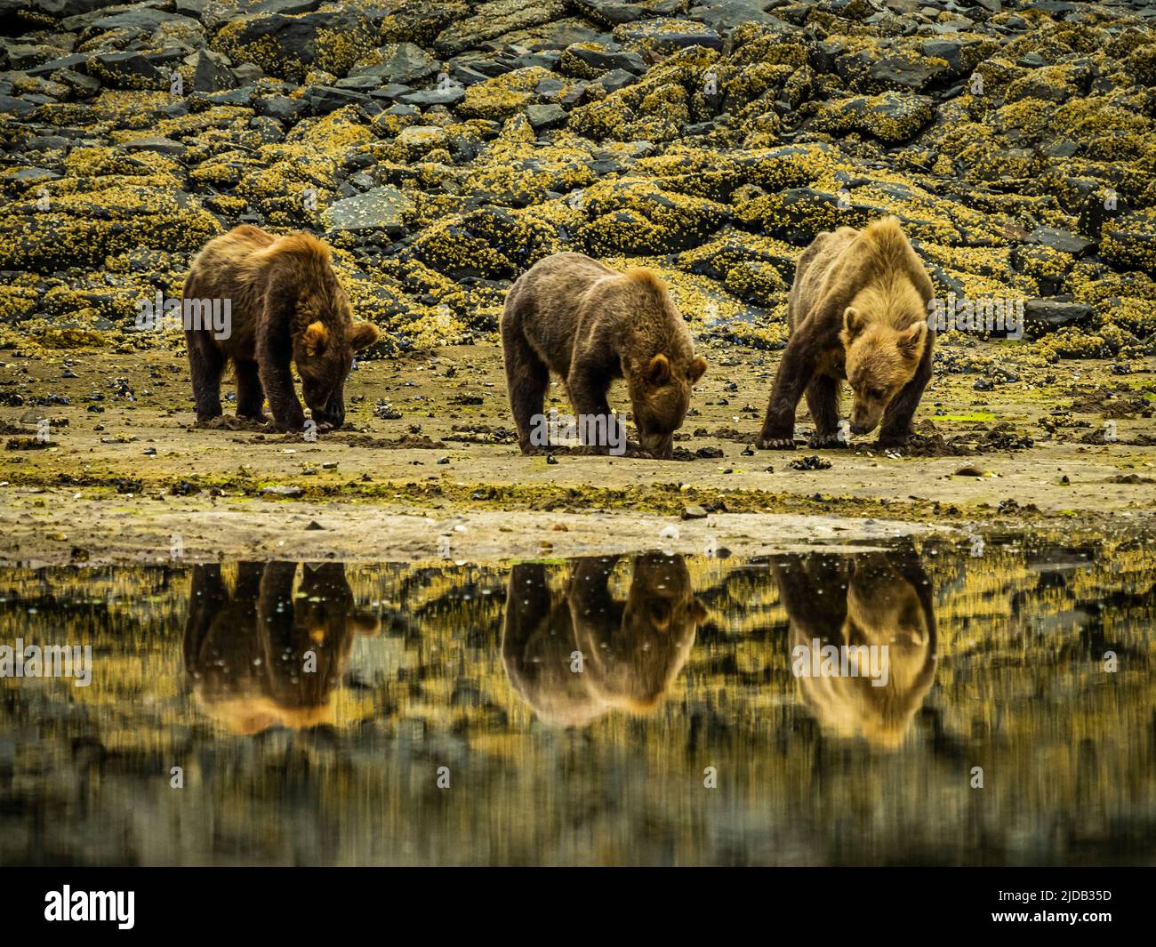 Mother bear and two cubs, Coastal Brown Bears (Ursus arctos horribilis ...
