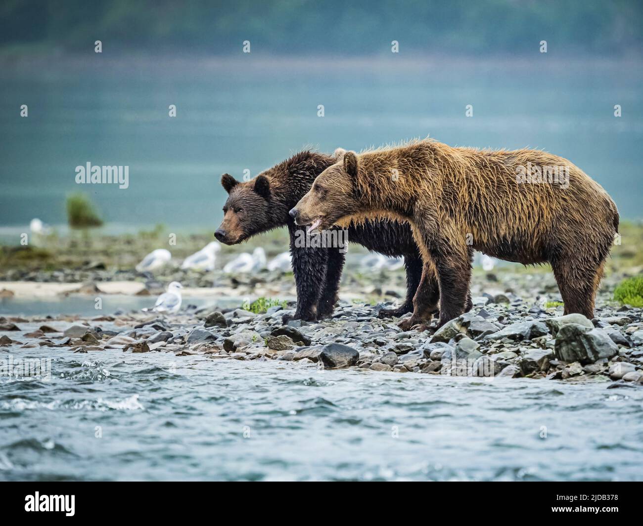 Coastal Brown Bears (Ursus arctos horribilis) standing at the water's ...