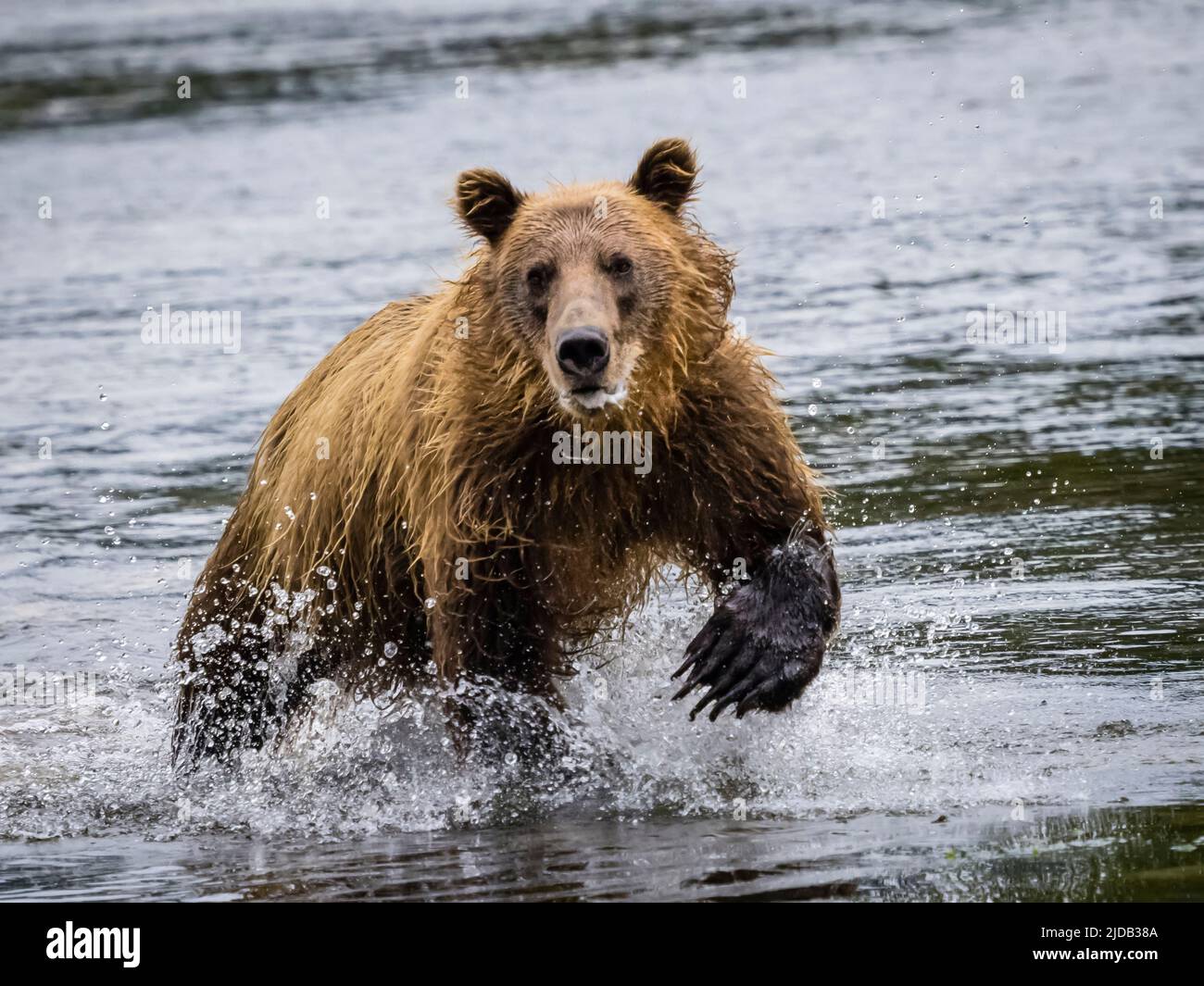 Running bear, Coastal Brown Bear (Ursus arctos horribilis) fishing in ...