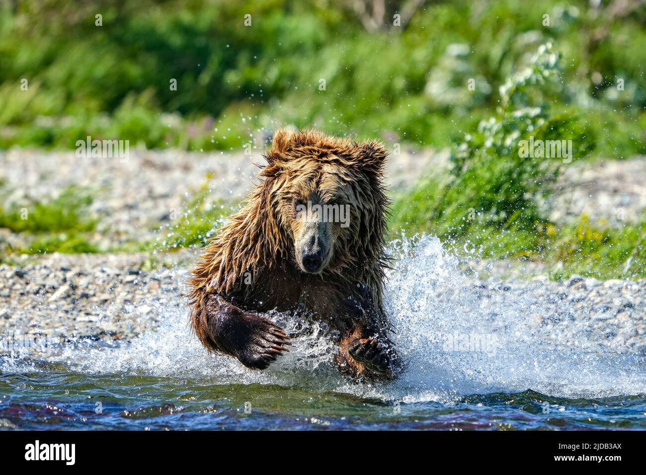 Pouncing hi-res stock photography and images - Alamy