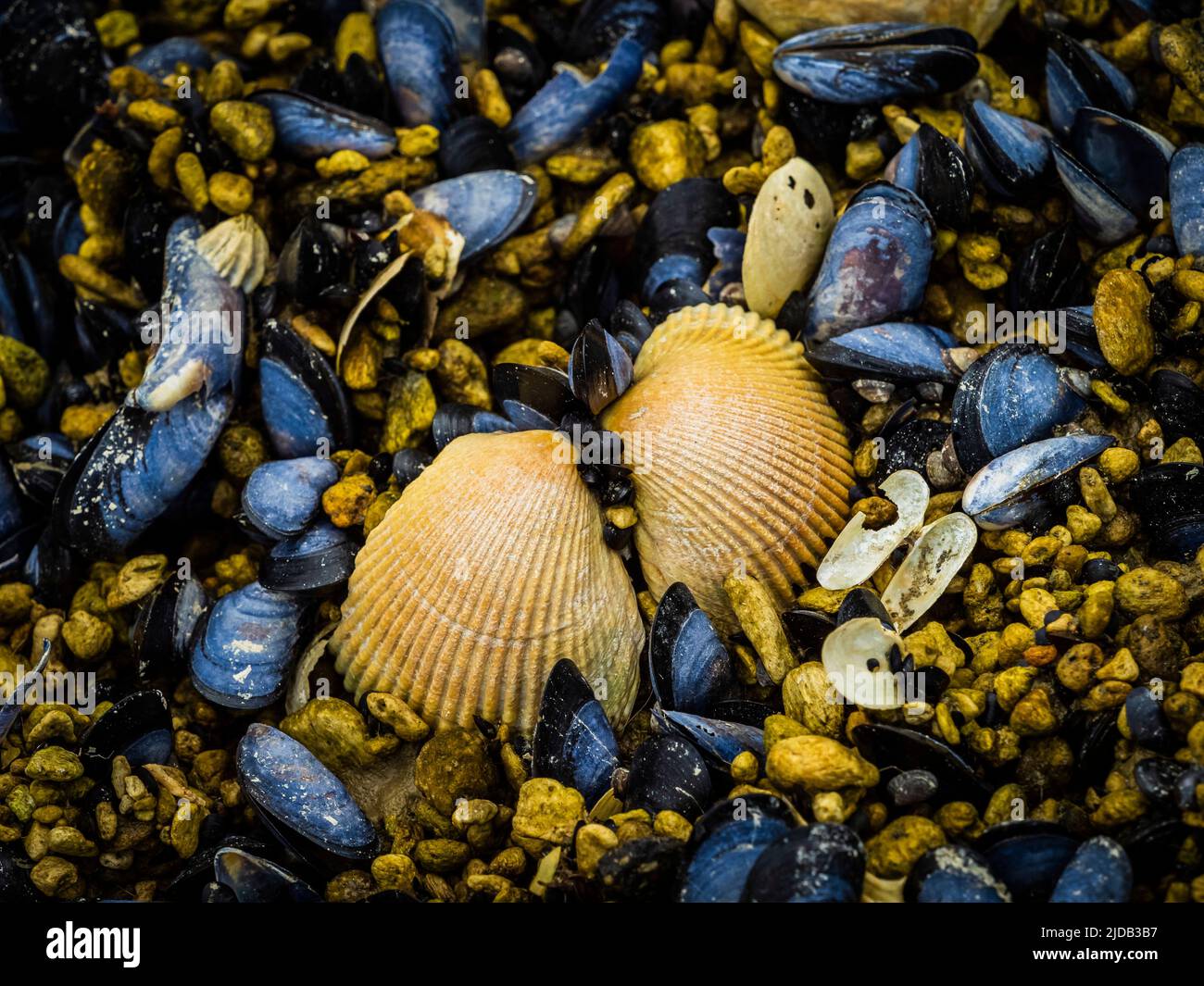 Close-up of clam shells ad blue mussels (Mytilus edulis) exposed at low ...