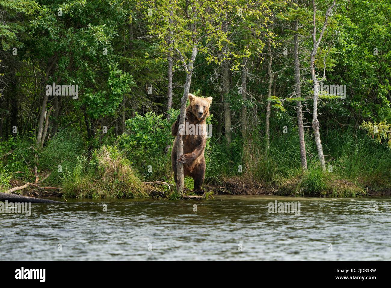Brown bear standing up hi-res stock photography and images - Alamy