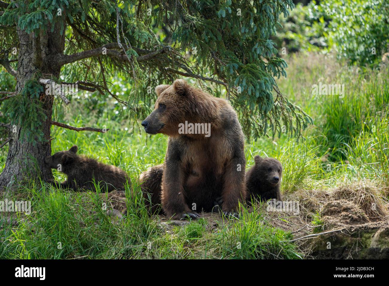 Family sitting under a tree hi-res stock photography and images - Alamy