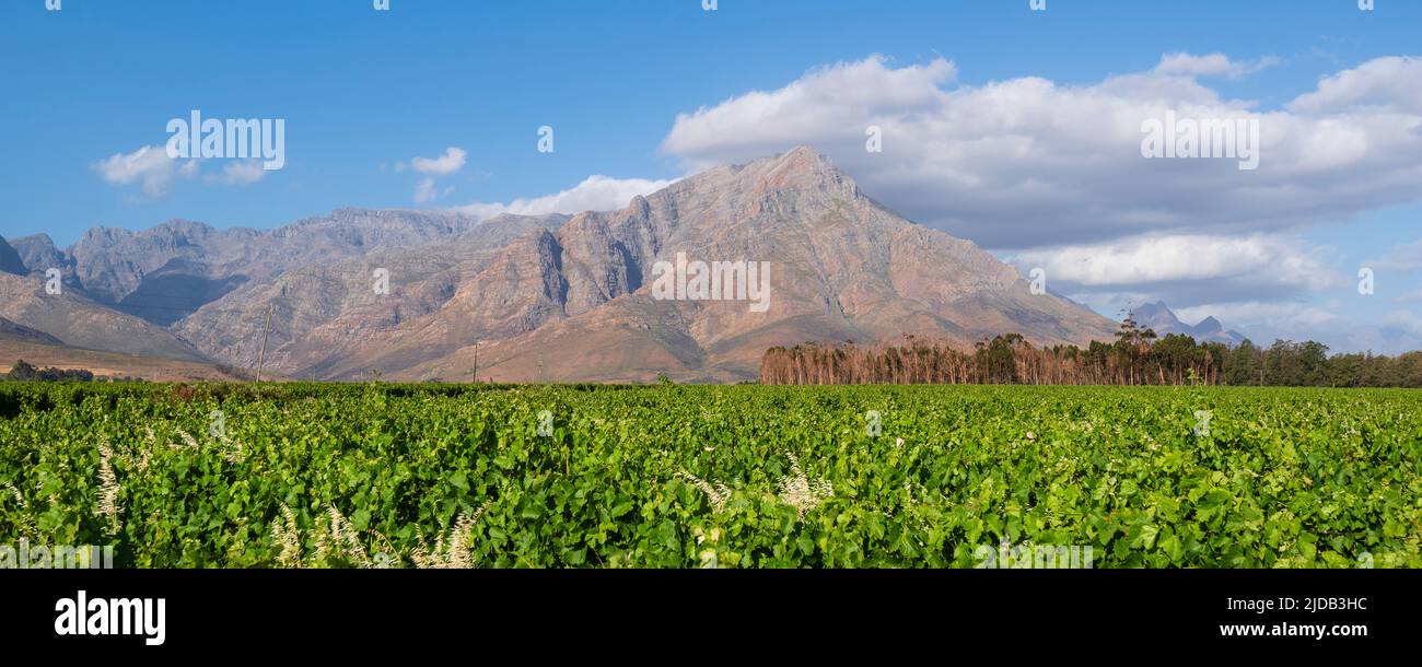 Lush grapevines in a vineyard with mountain peak in the distance in the ...