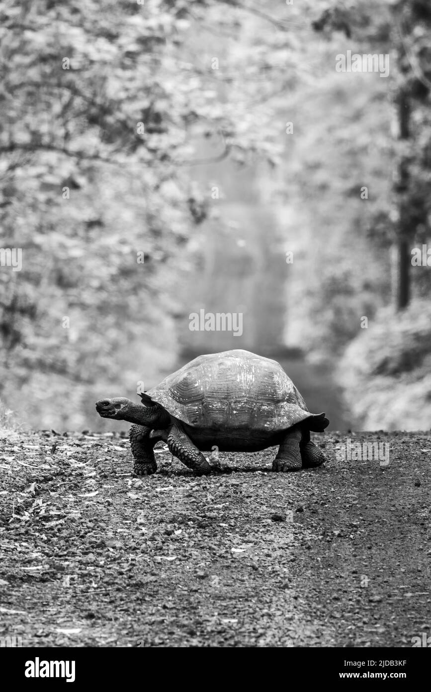 Galapagos giant tortoise (Chelonoidis niger) crossing a dirt road in ...