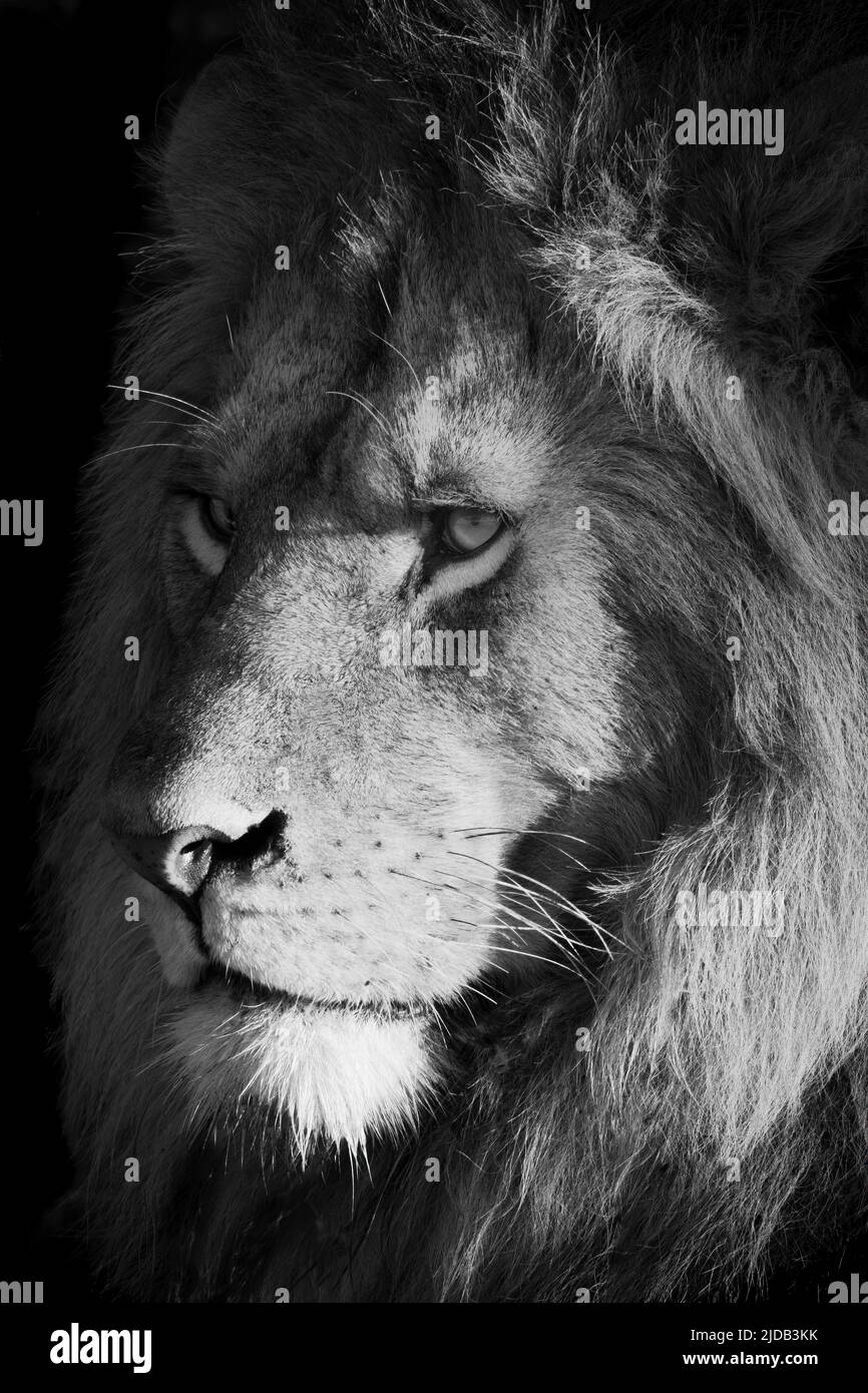 Close-up of a lion (Panthera leo), head shot portrait of of a male ...
