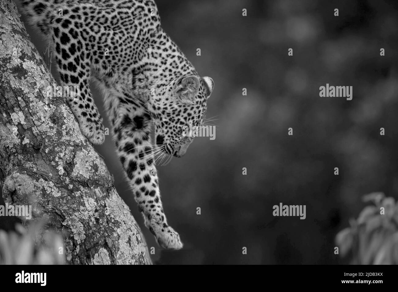 Close-up of a leopard (Panthera pardus) lifting its paw walking down a ...