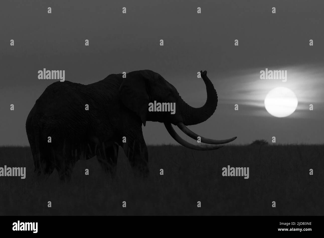 Raises his trunk hi-res stock photography and images - Alamy