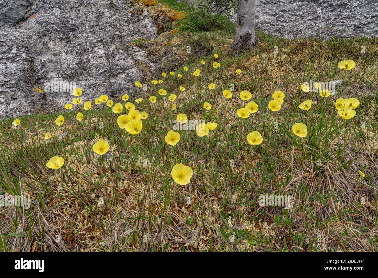 Close-up of yellow wildflowers on Sapper Hill, along the Dempster ...