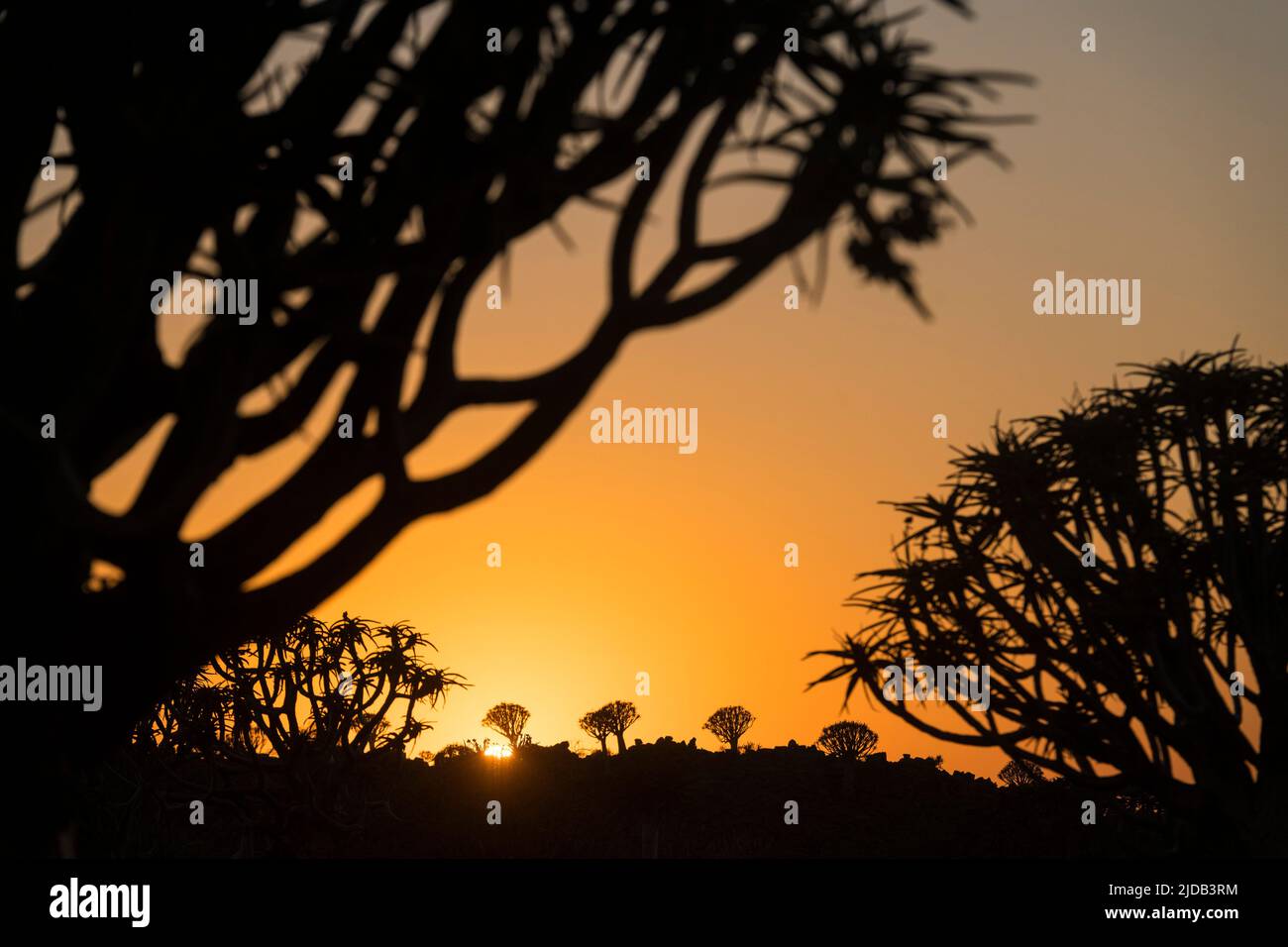 Dawn in the Quiver tree forest with silhouette of Quiver trees ...