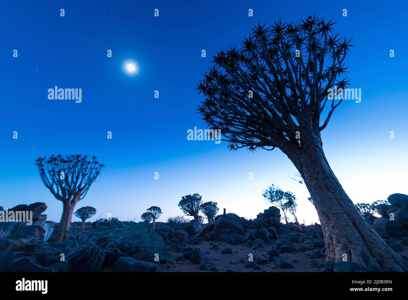 Quiver trees (Aloidendron dichotomum) and the moon before dawn in the ...