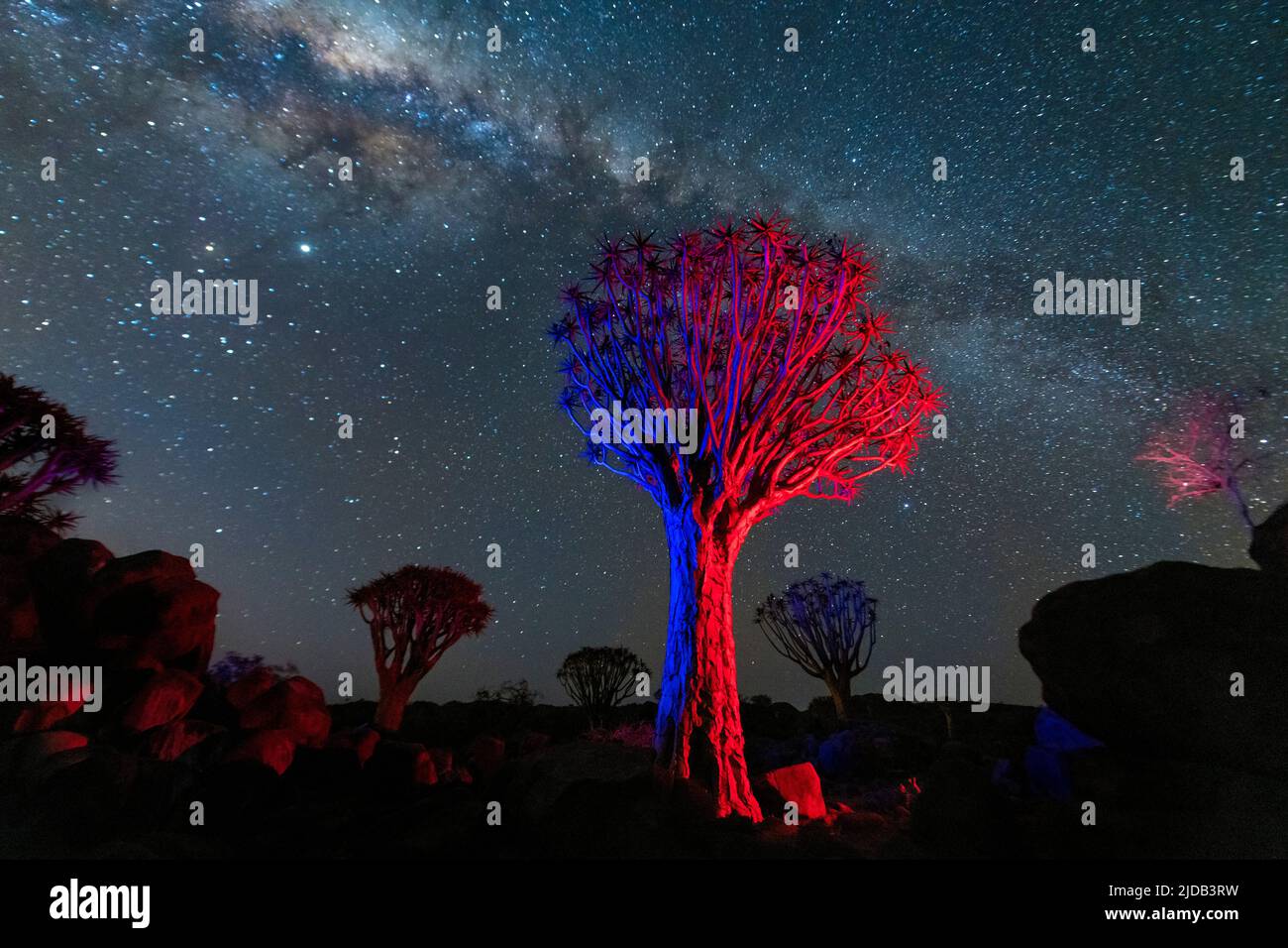 Quiver trees (Aloidendron dichotomum) under the Milky Way; Kunene ...