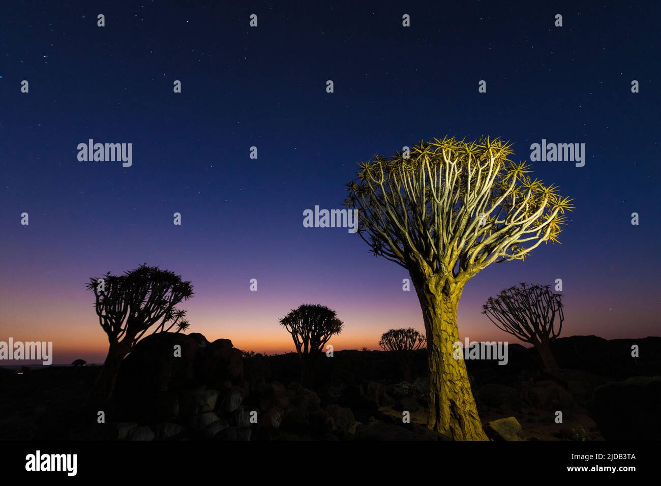 Quiver trees (Aloidendron dichotomum) under a starry sky in the Quiver ...