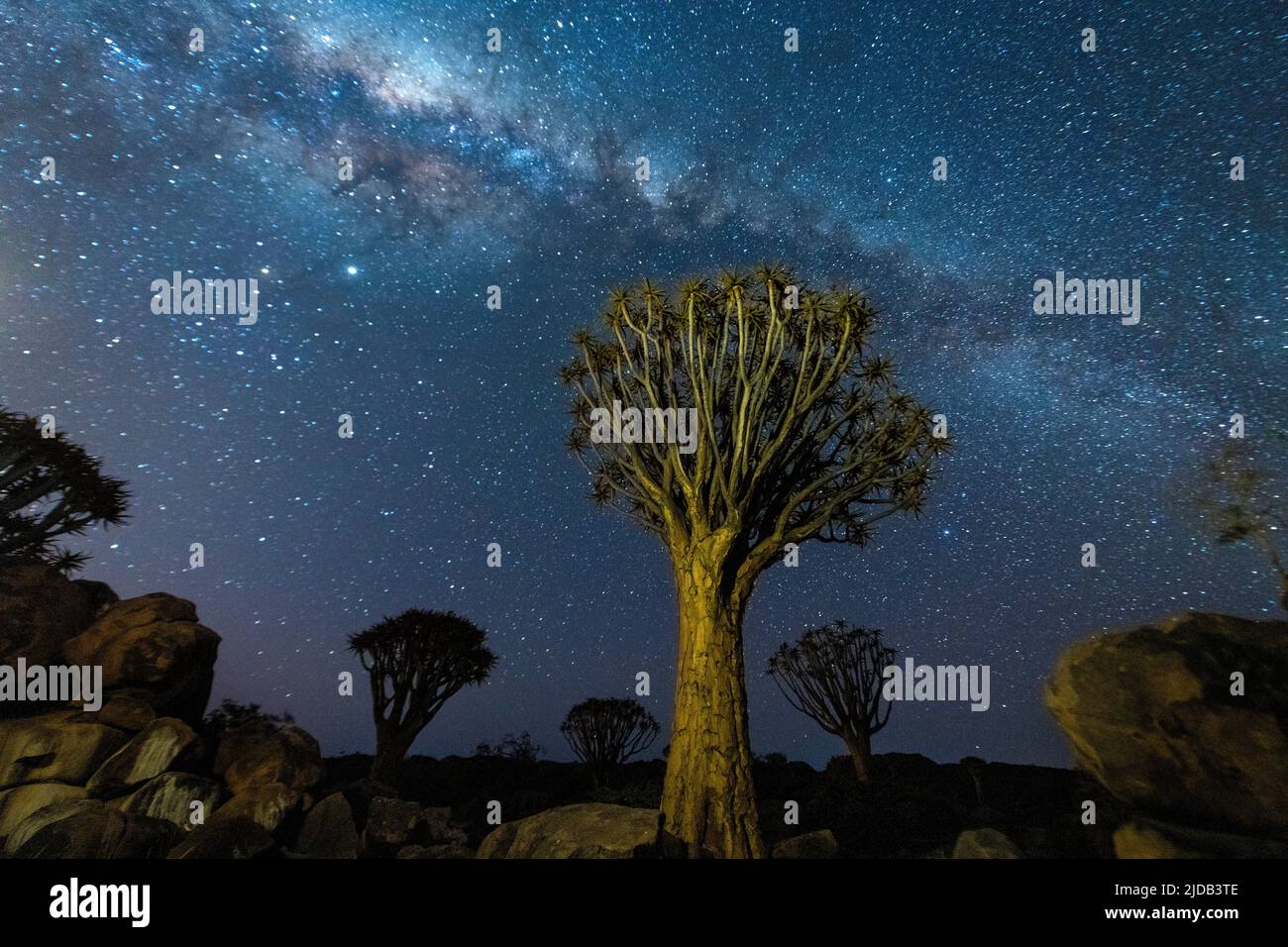 Quiver trees (Aloidendron dichotomum) and the Milky Way; Kunene Region ...