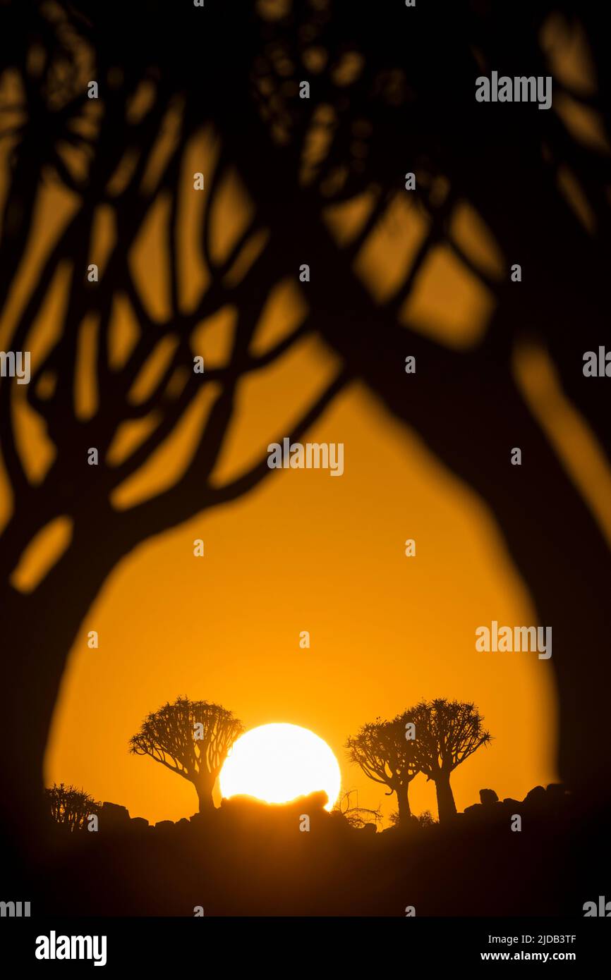 View through silhouetted Quiver trees (Aloidendron dichotomum) to the ...