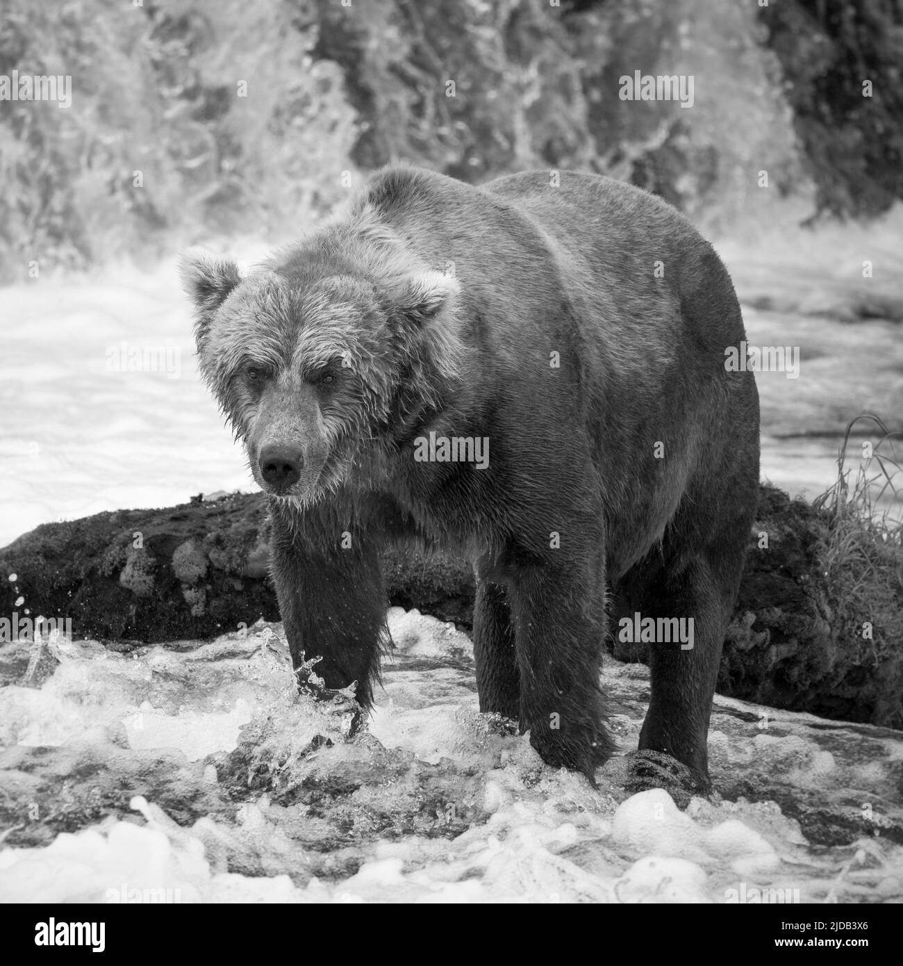Mono brown bear beside rock below waterfall Stock Photo - Alamy