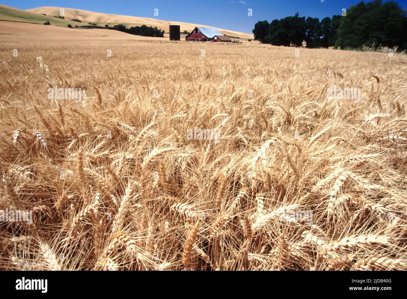 Golden wheat field with old barn and farm buildings in the Palouse ...
