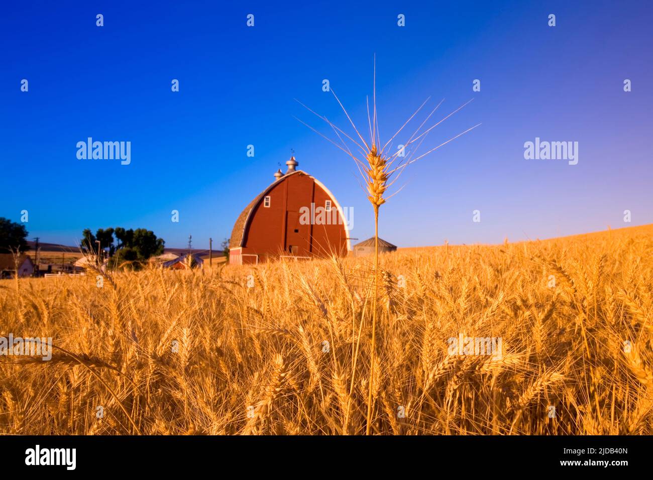 An old, red heritage barn in a golden wheat field with one wheat stalk ...