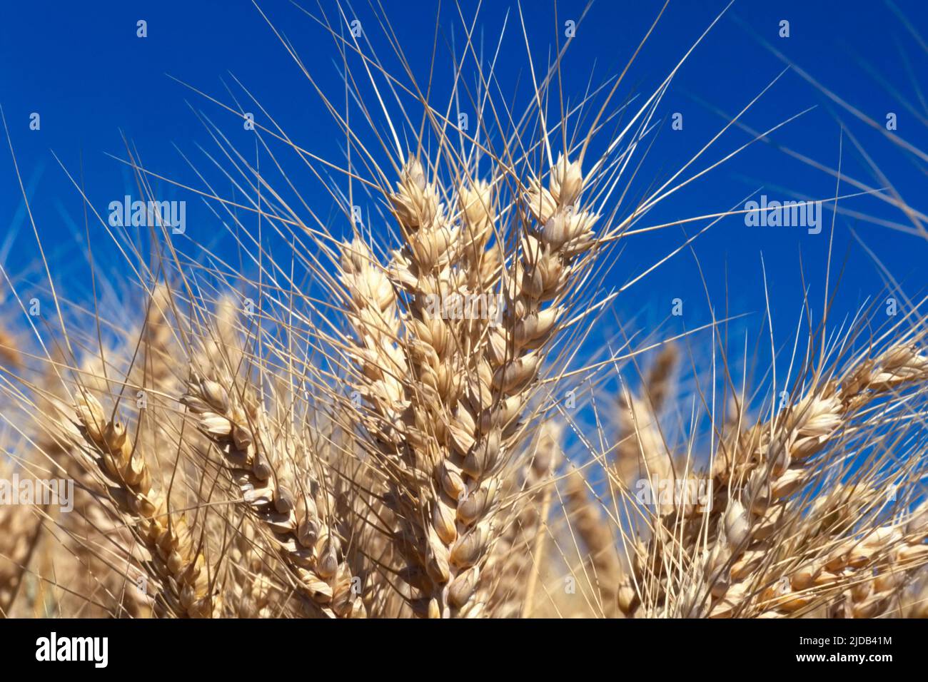 Close-up of wheat stalks against a blue sky; Washington State, United ...