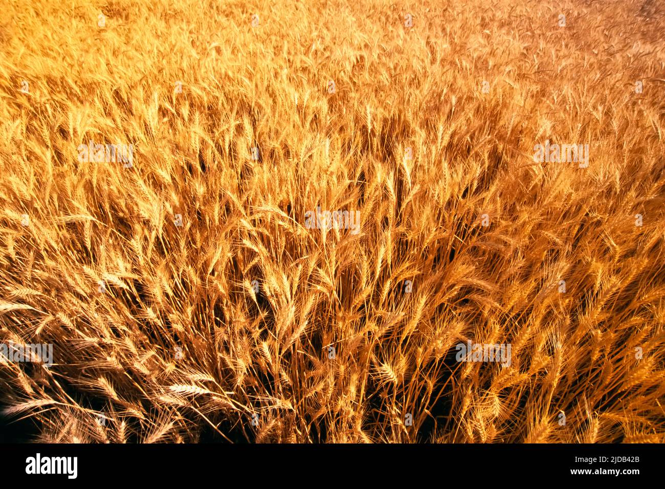 Golden wheat stalks in a wheat field; Washington State, United States ...
