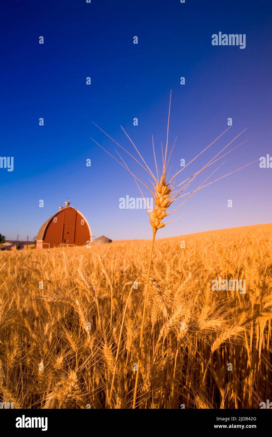 An old, red heritage barn in a golden wheat field with one wheat stalk ...