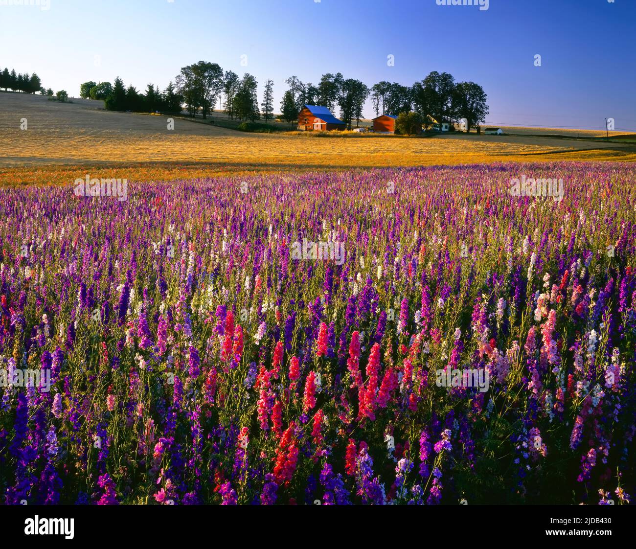 Colorful pink and purple wildflowers growing in a field at twilight ...