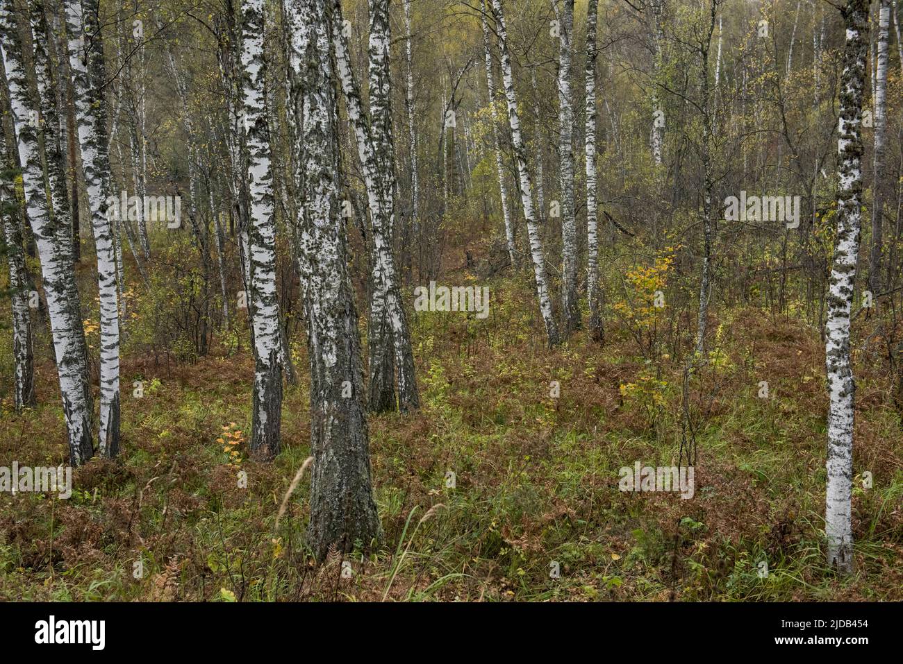 Forest of silver birch trees near the cave with discovered ancient art ...