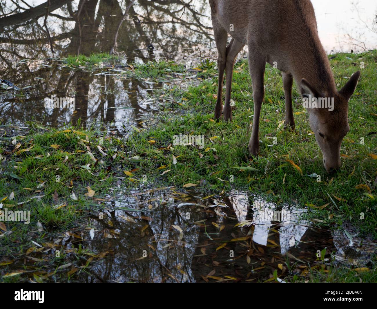 Deer eating fresh green grass near a pond with tree reflection in water ...