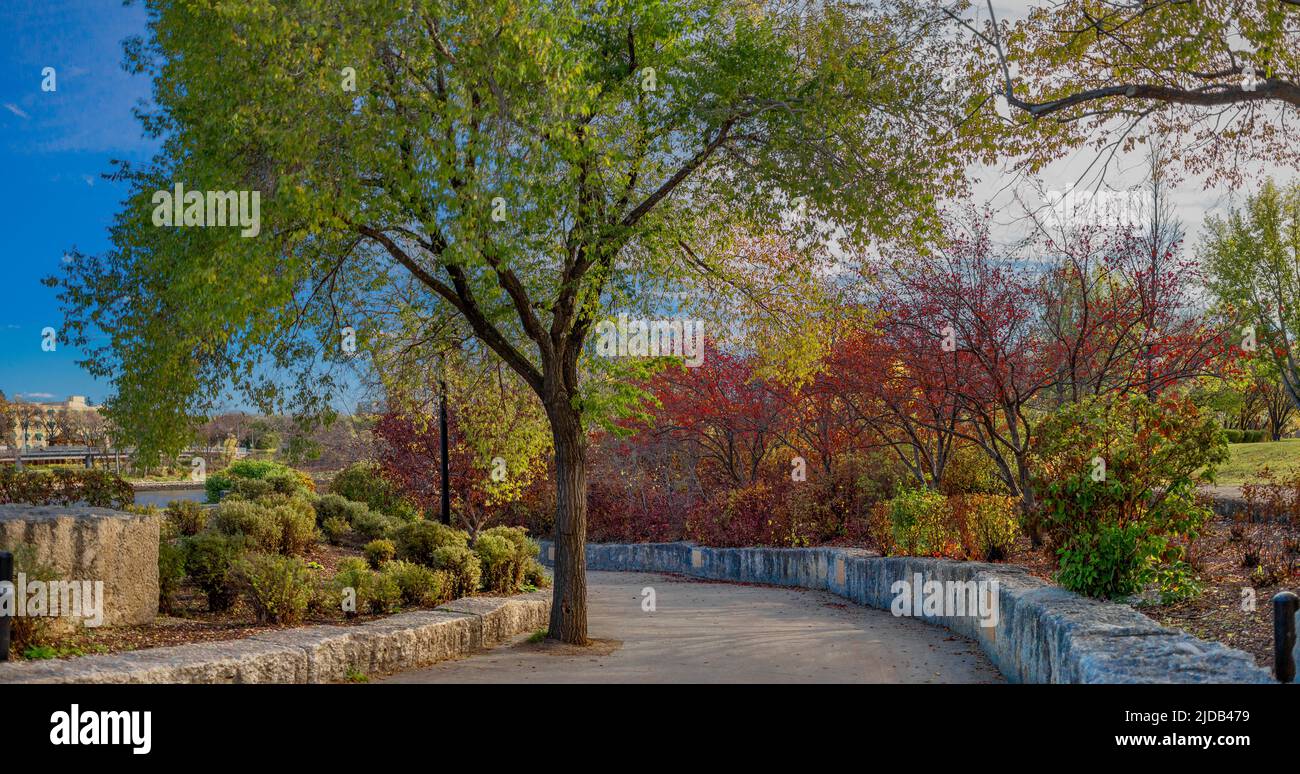 Autumn coloured foliage on the trees along a park walkway; Winnipeg ...