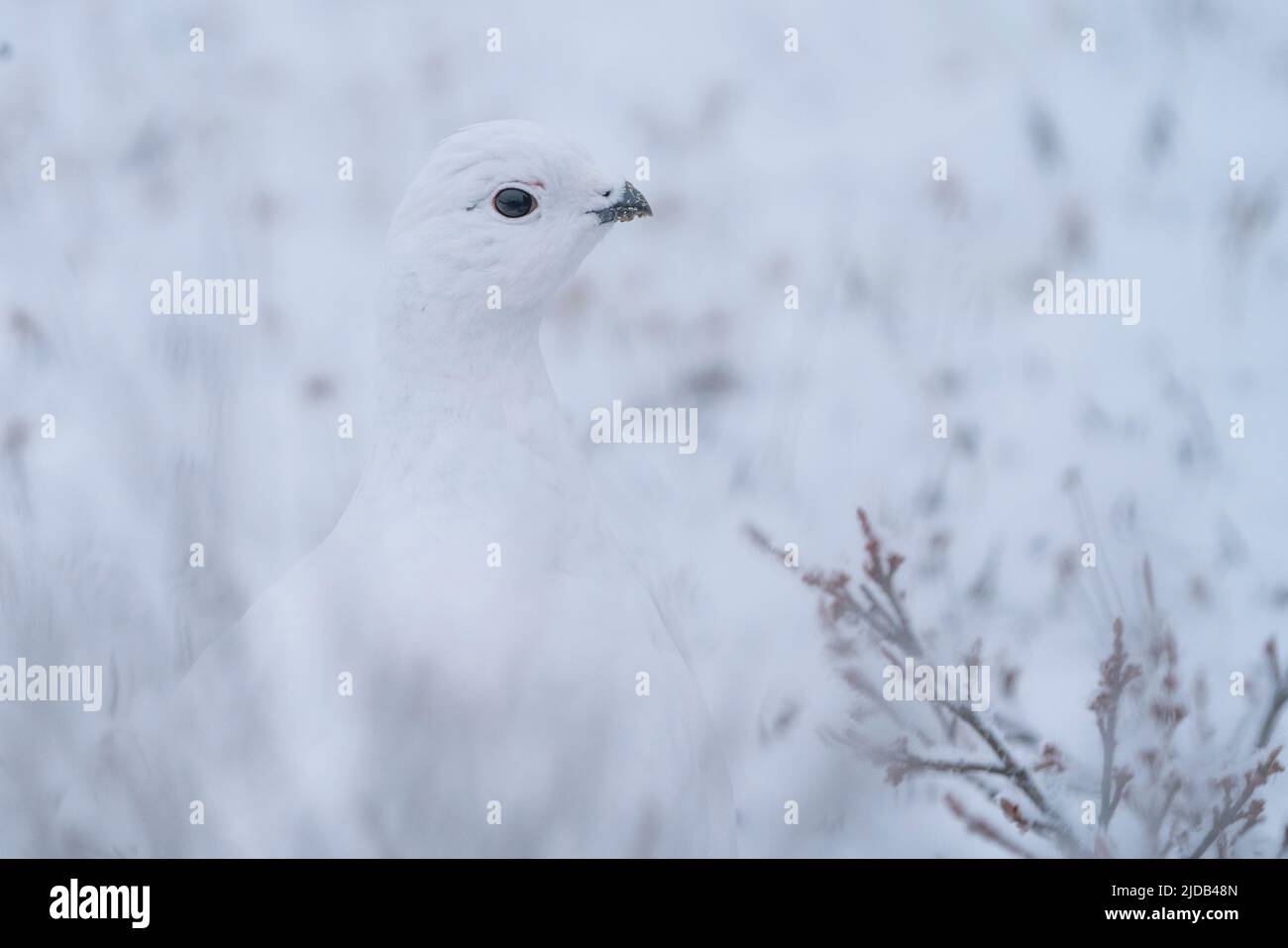 Ptarmigan snow camoflauge hi-res stock photography and images - Alamy