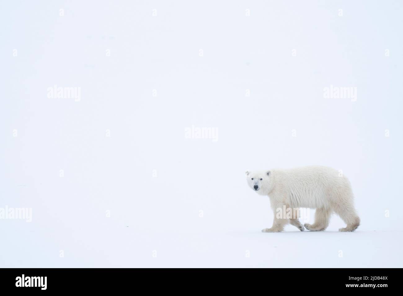 Polar bear (Ursus maritimus) walking in the corner of the image with ...
