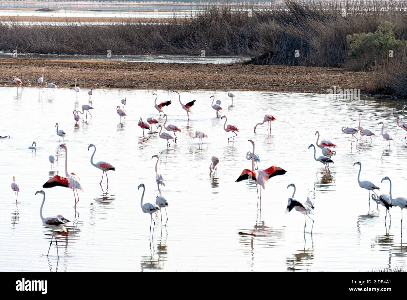 Flamingoes on a body of water; Abu Dhabi, United Arab Emirates Stock ...