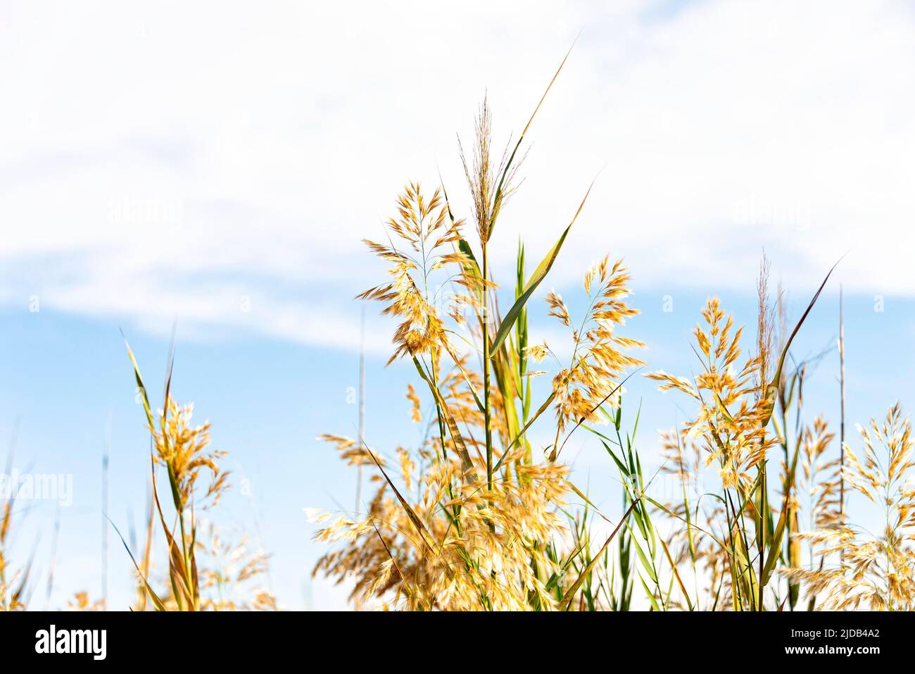 Varieties of grasses growing in the desert against a blue sky with ...