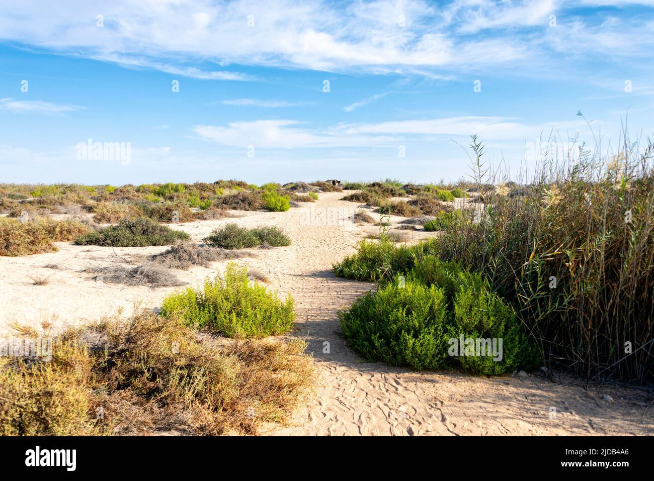 Varieties of plants and grasses growing in the desert against a blue ...