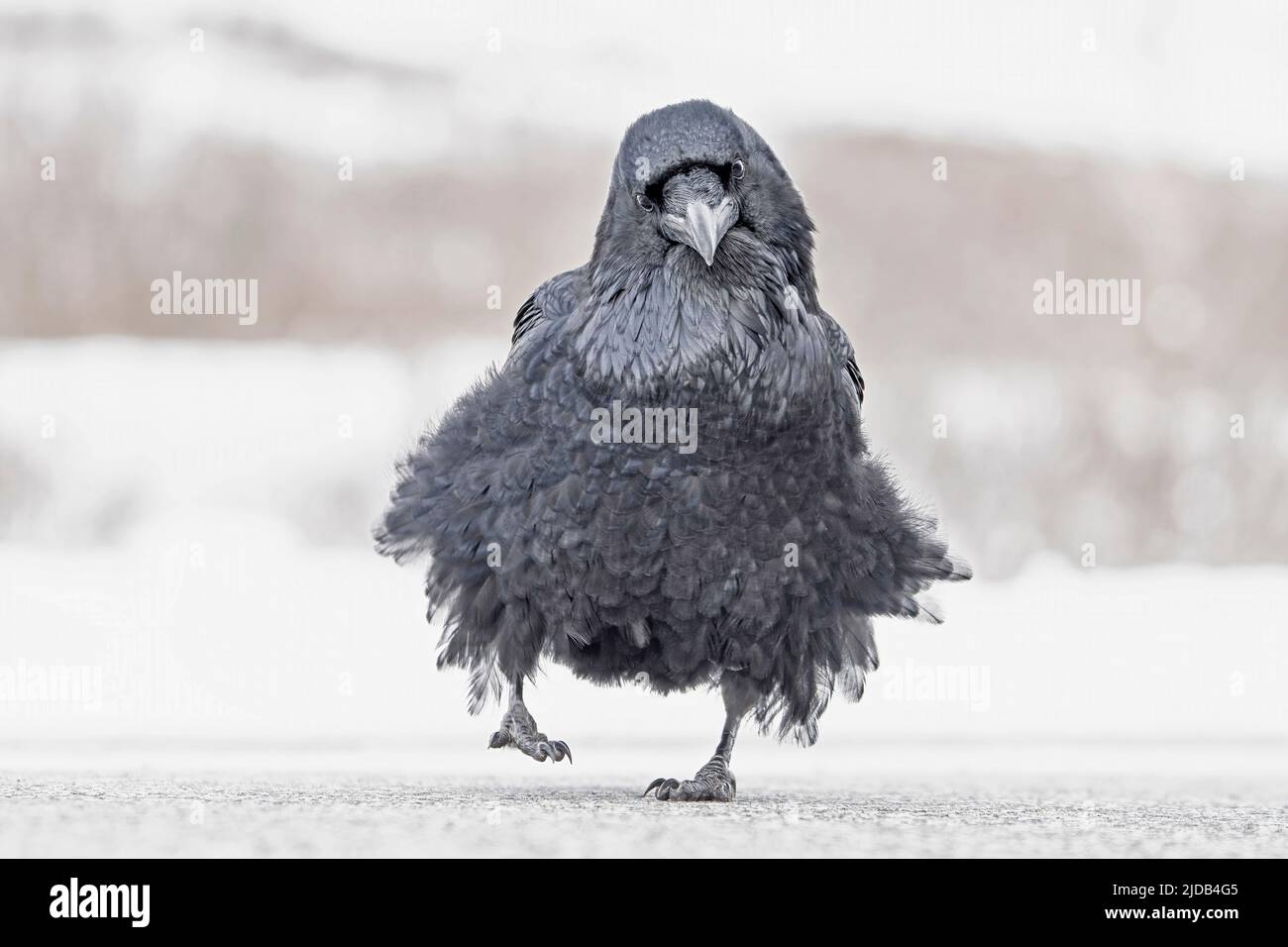 Bird with flouncy plumage waddles towards the camera; Yukon, Canada ...