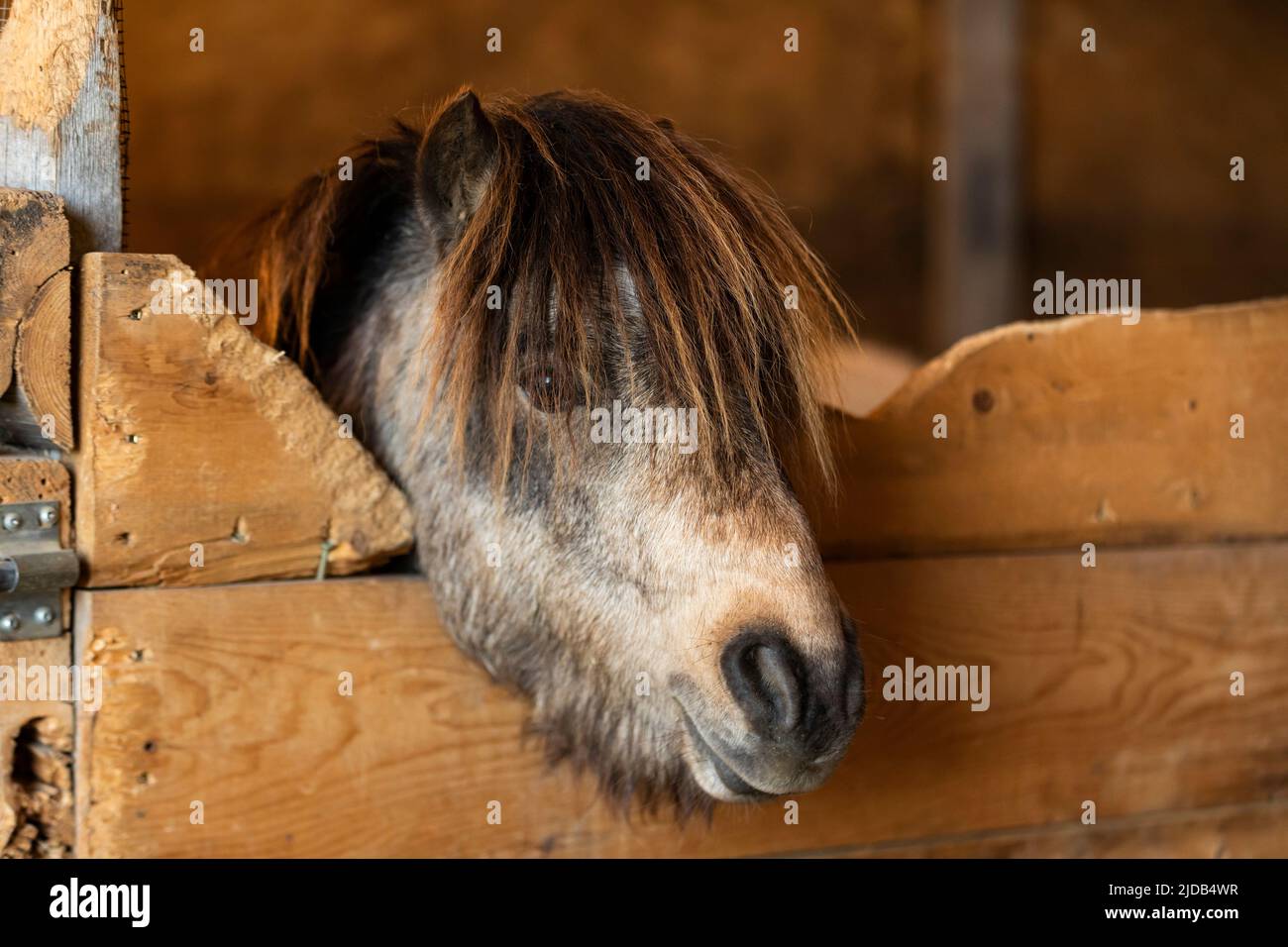 Donkey in a barn hi-res stock photography and images - Alamy