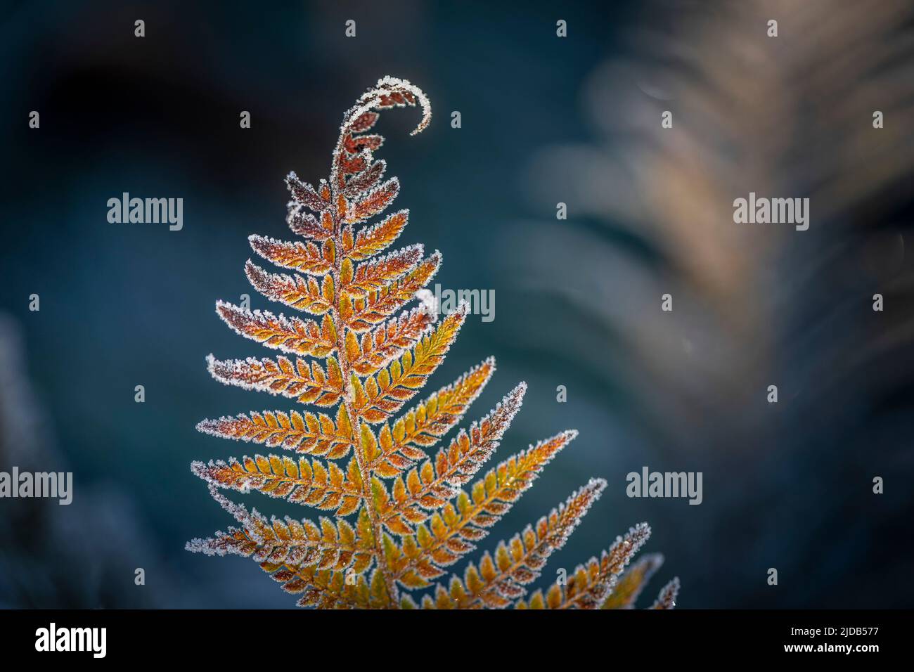 Japanese sword fern hi-res stock photography and images - Alamy