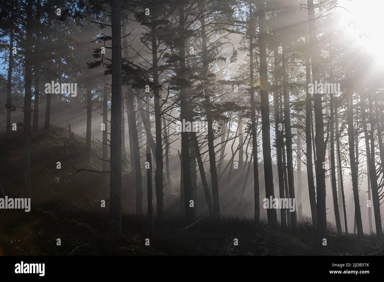 The mist laden rays of the sun through coastal trees at Ruby Beach on ...