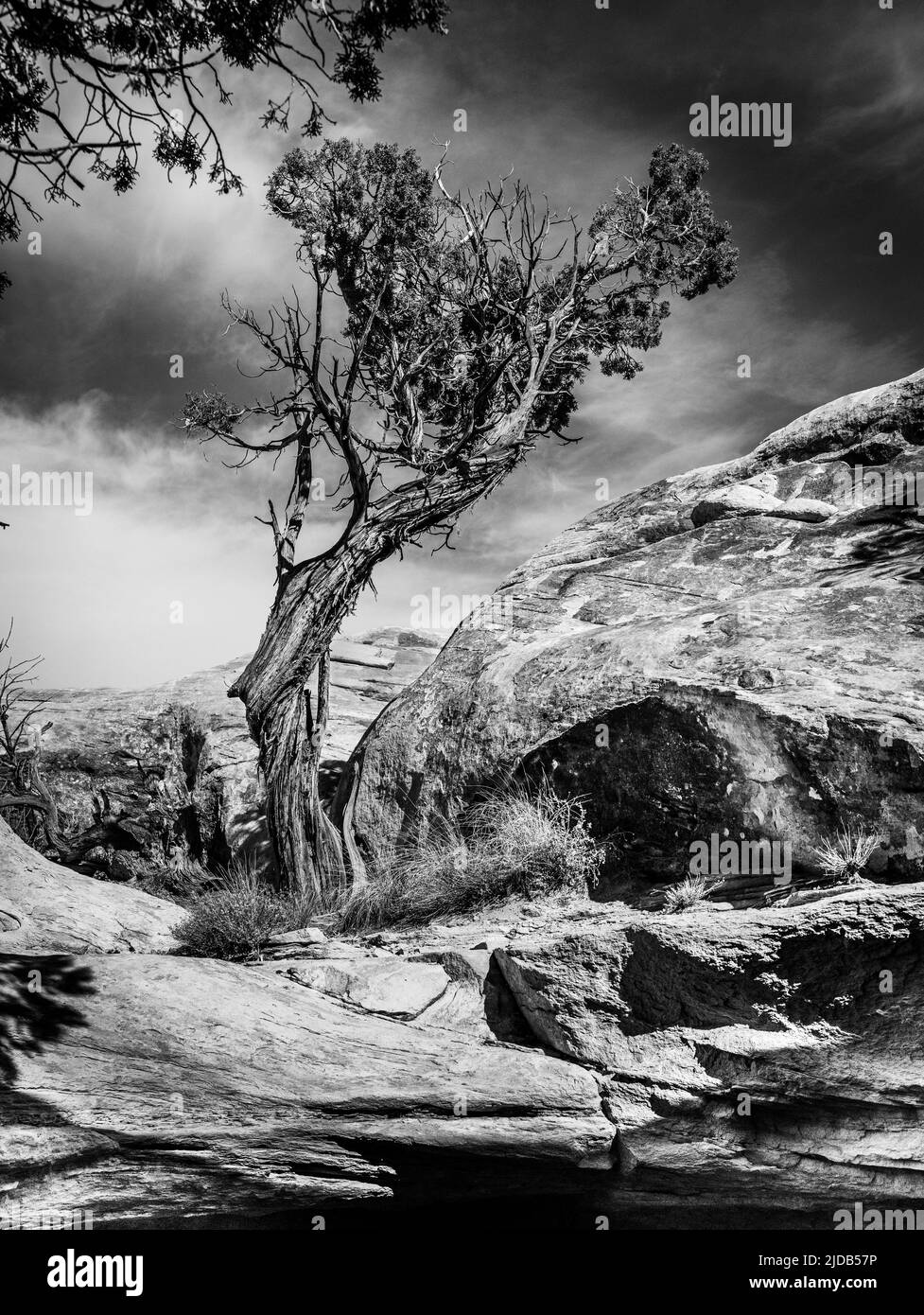 Black and white image of a twisted and gnarled Juniper tree in ...
