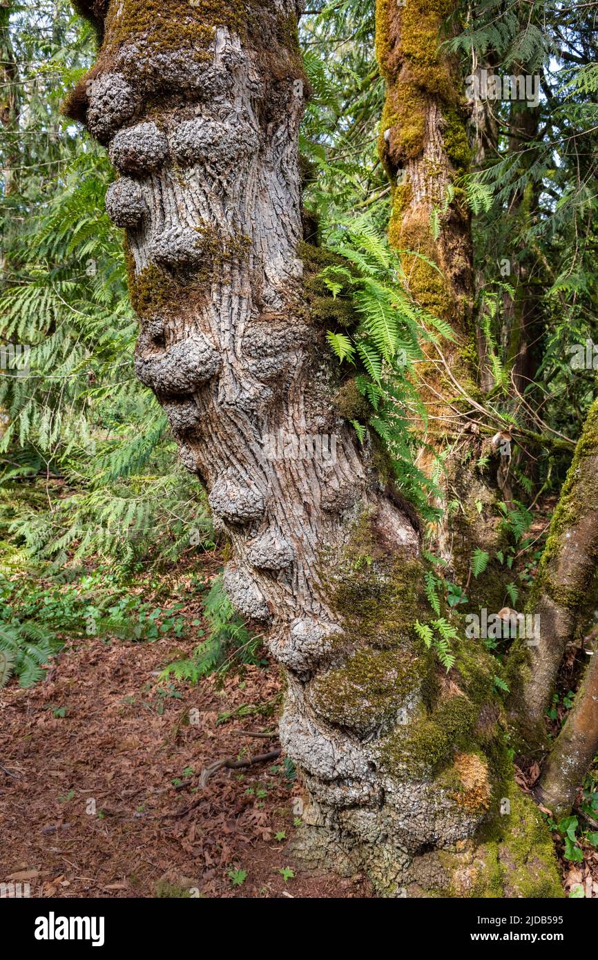 Abnormal tree growth hi-res stock photography and images - Alamy